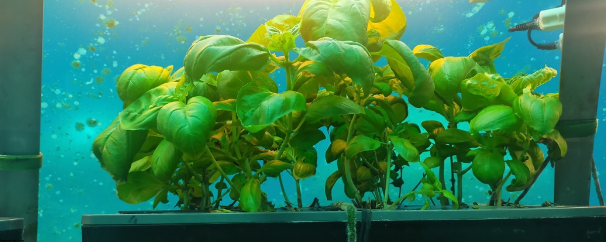 The sea as a vegetable garden: The green future of marine agriculture